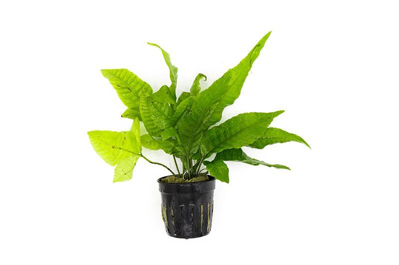 Bolbitis Heteroclita Wood (Lowtech Plant, Java Fern) | Shopee Malaysia