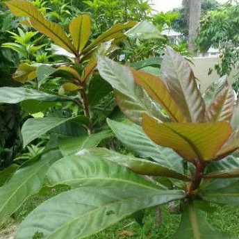 Pokok Putat/(Barringtonia spp.) | Shopee Malaysia