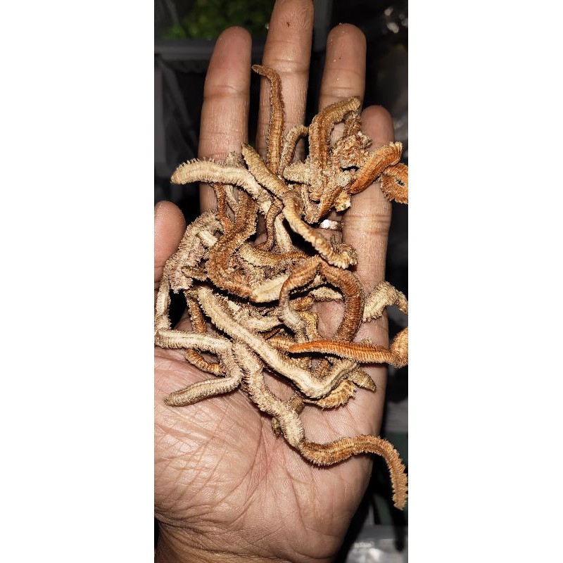 🇲🇾 Ruat Cacing kering killer umpan untuk air tawar sungai tasik kolam ...