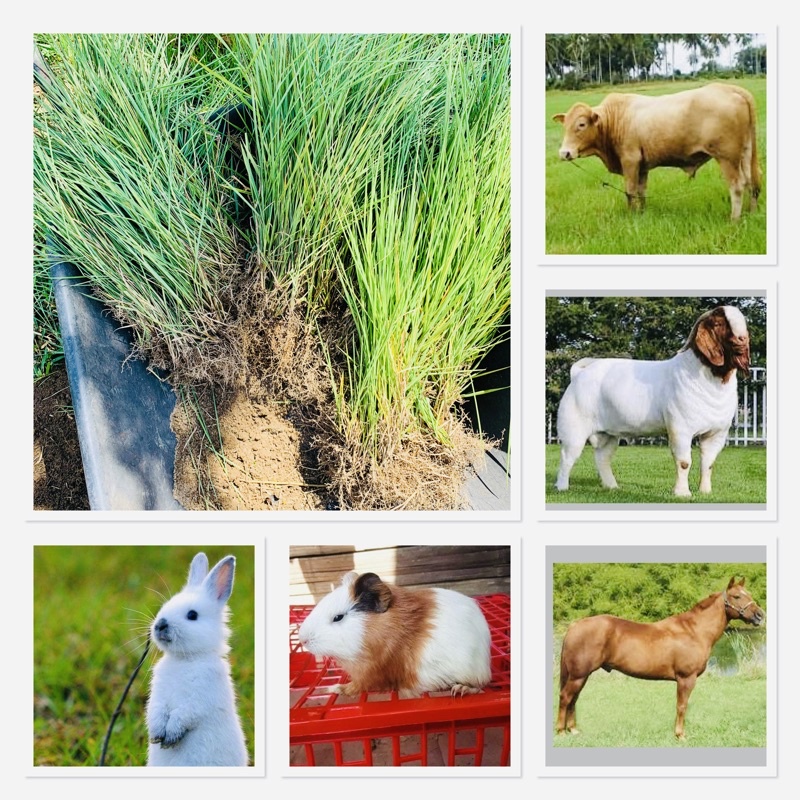 3KG Benih Rumput Minyak Akar { Brachiaria Humidicola } max oder 15kg ...