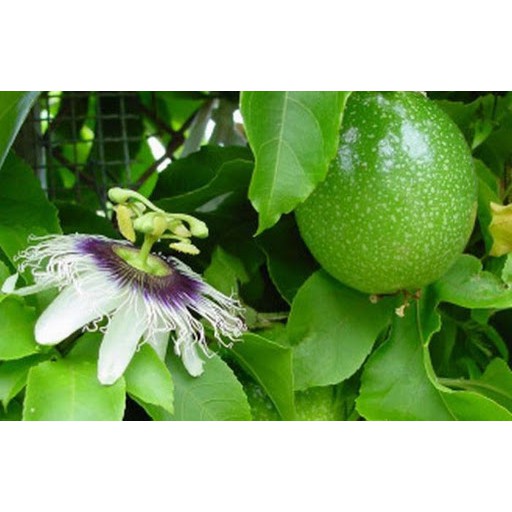 Markisa / Passion Fruit (Passiflora edulis) - Pokok Hidup / Live Plant | Shopee Malaysia