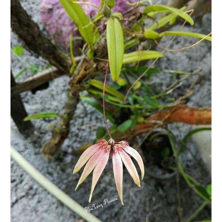 Bulbophyllum sp (Species origin from Terengganu) Wild Orchid Orkid Liar ...