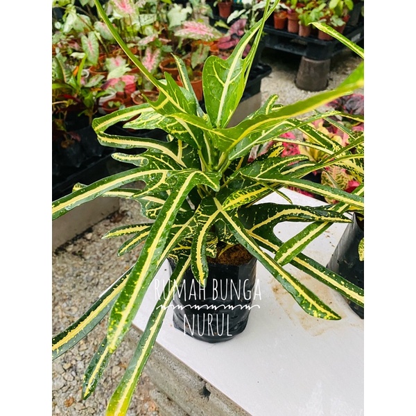 CROTON LOCAL PUDING TAPAK ITIK HIJAU KUNING | Shopee Malaysia