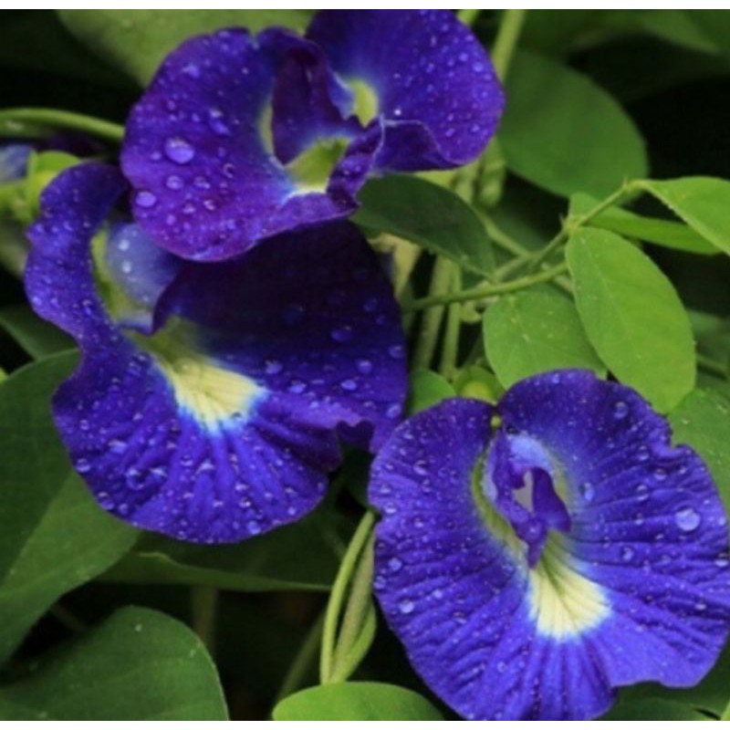 Fully organic dried Bunga Telang x100kuntum offer! Butterfly Pea Flower ...