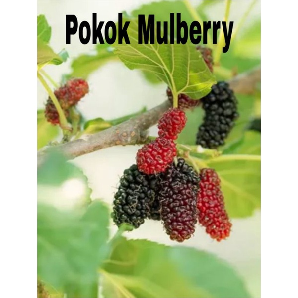 Pokok Mulberry **Anak Pokok dalam polybag/ 1 Keratan batang pokok ...