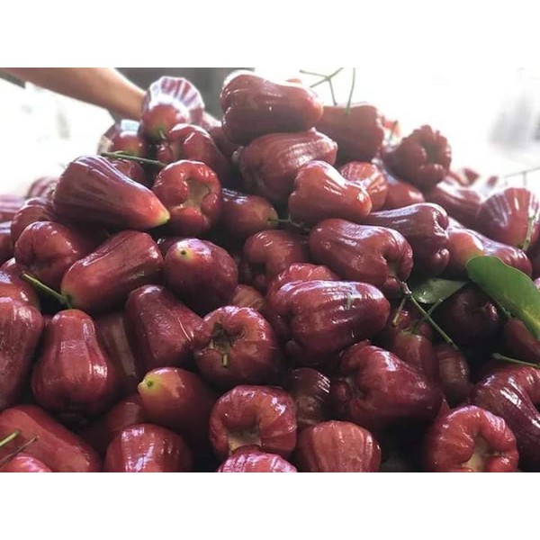 Anak Pokok Jambu Madu Mutiara Hitam (Black Pearls) | Shopee Malaysia