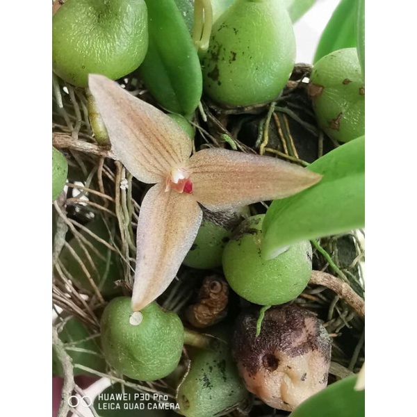 Orchid Bulbophyllum oblongum (Trias oblonga) | Shopee Malaysia