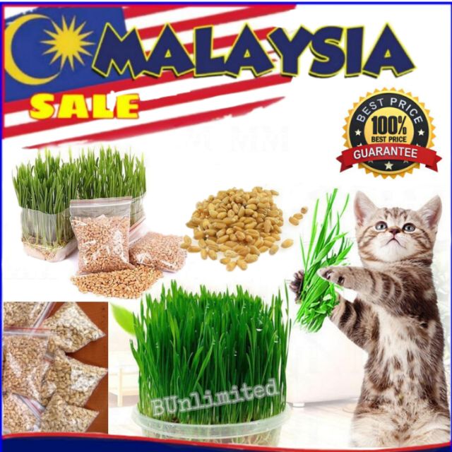 🔥BEST ITEM 🐱 Rumput Untuk Kucing Biji Benih - Cat grass / | Shopee Malaysia