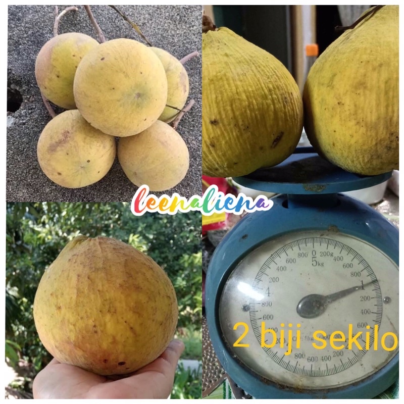 Buah Setoi BANGKOK /Buah sentol /Buah 1+ KG ( 2 -3biji berat lebih dari ...