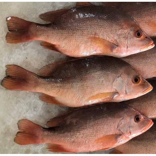 Ikan Merah (Red Snapper) | Shopee Malaysia