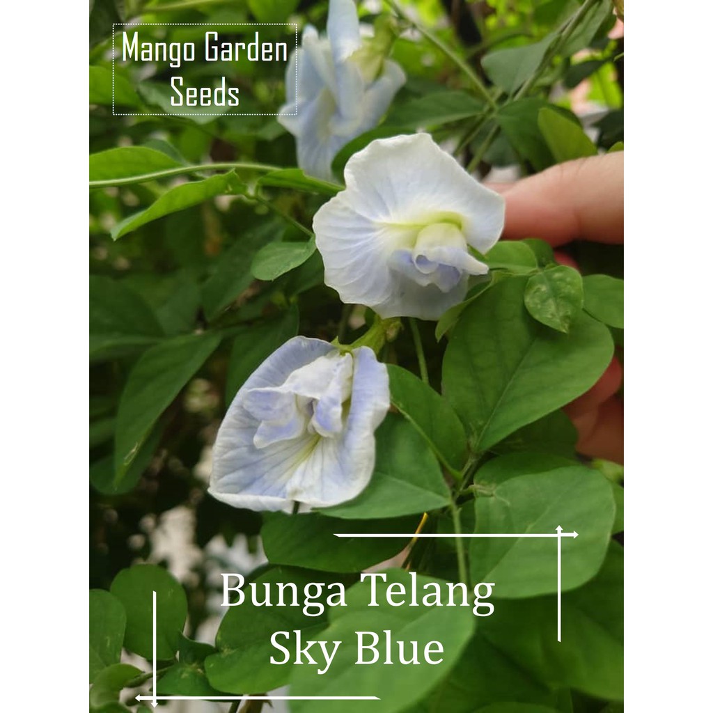 Sky Blue Butterfly Pea Flower Seeds - 3 Seed *Double Petal* Bunga ...