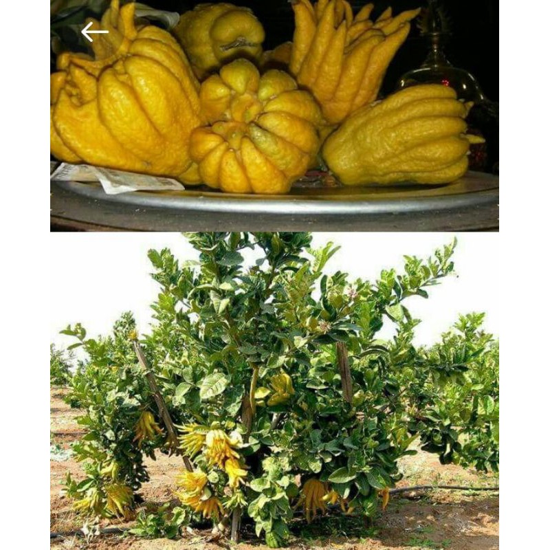 🐱Pokok Limau Jari Harimau🐱 | Shopee Malaysia