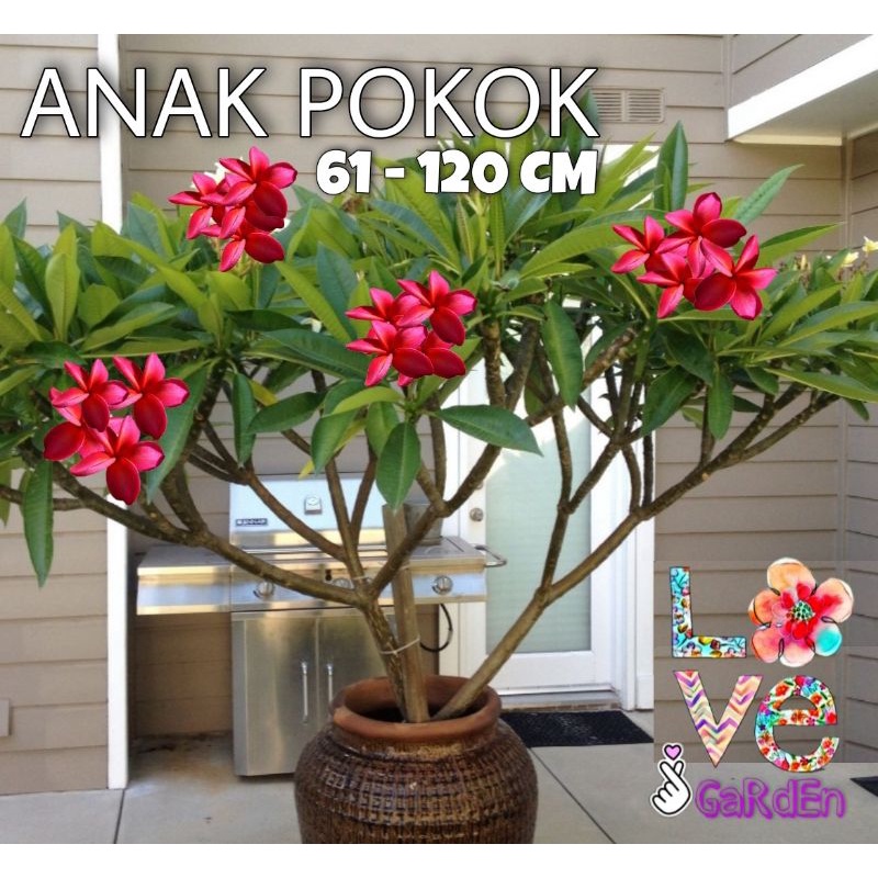 MURAH OFFER!! Plumeria / Frangipani Bunga Kemboja - Anak Pokok 70cm - 5 ...