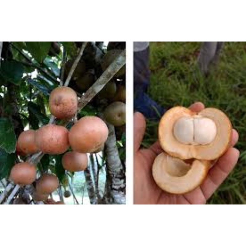 Pokok Tampoi/Tampoi. | Shopee Malaysia