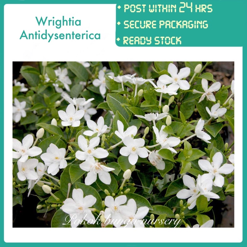 PBN - wrightia antidysenterica - pokok bunga nursery coral swirl ...