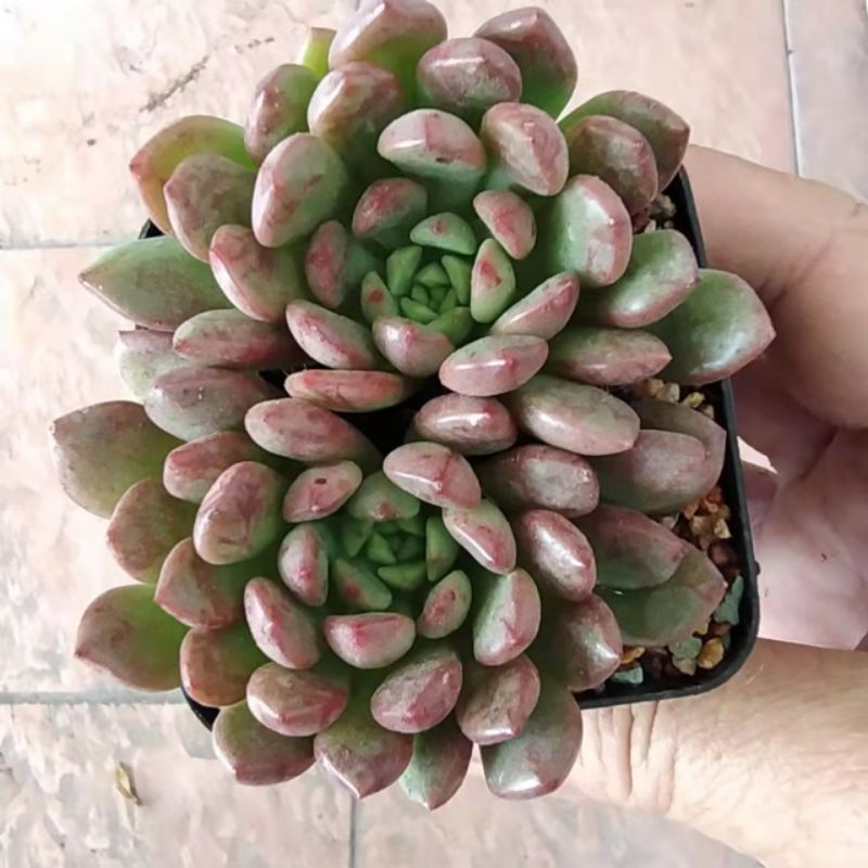 多肉红宝石（Sedeveria pink ruby）双头 | Shopee Malaysia