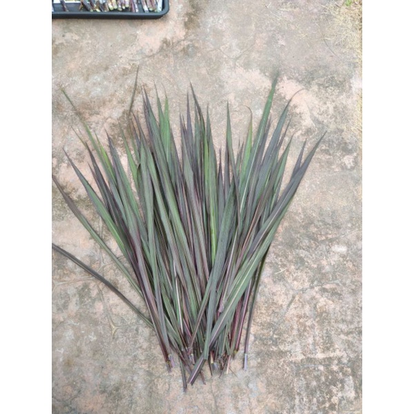 Daun napier merah 1 kg sesuai untuk guinea pig, kura kura, arnab ...