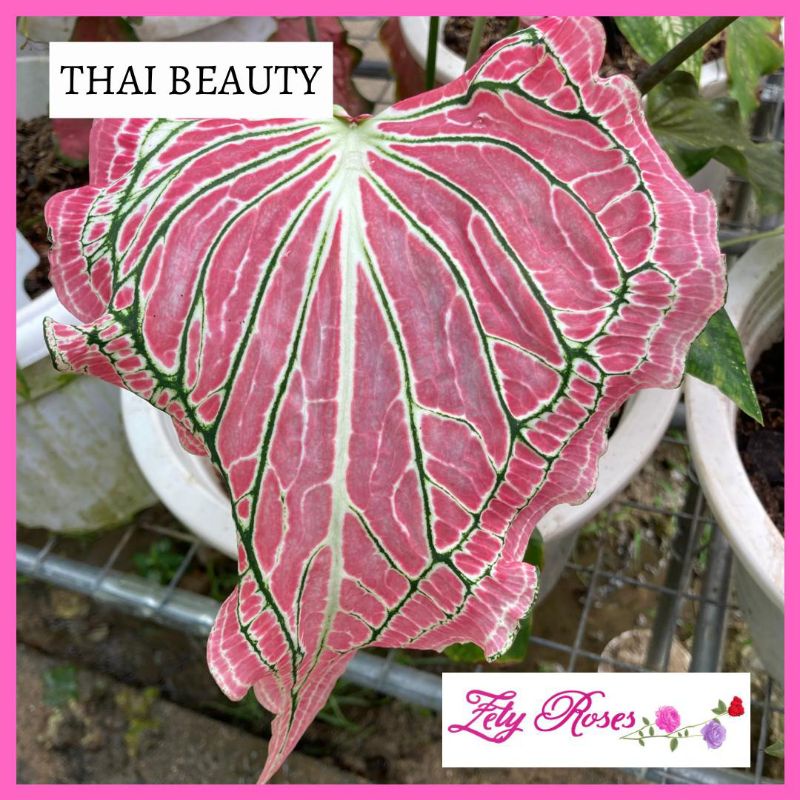 (READY STOCK) KELADI THAI BEAUTY ZETY ROSES | Shopee Malaysia