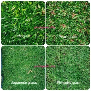cow grass - Prices and Promotions - Jul 2024 | Shopee Malaysia