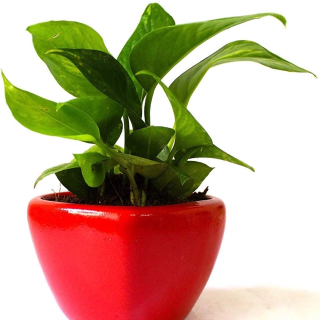 REAL LIVE INDOOR MONEY PLANT EPIPREMNUM AUREUM WITH POT 绿萝/万年青 | Shopee ...