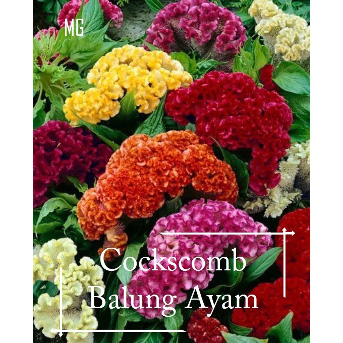 Balung Ayam Mix Colour seeds - 100 seed *Pot Friendly* Celosia, Round ...