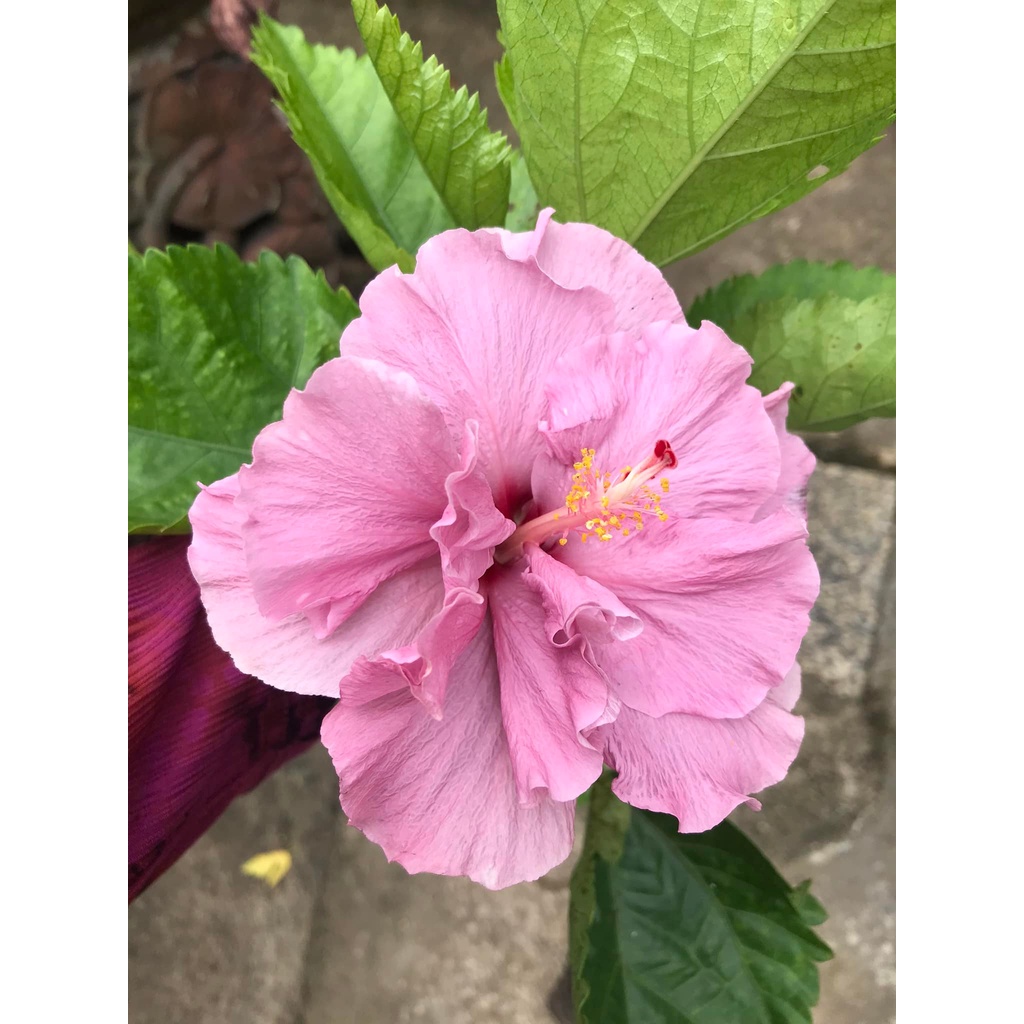 Anak Pokok Bunga Raya Star Of All Season | Shopee Malaysia