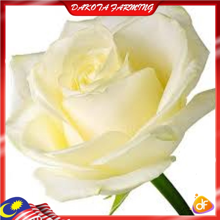 Anak Pokok Bunga Cameron Highland Rose Mawar CREAM Gred A Bunga Cantik ...