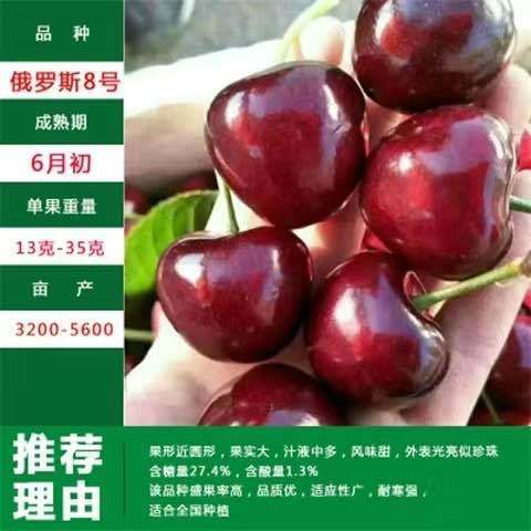 Fruit seedling Ready stock Anak pokok ceri menyemai anak pokok ceri ...