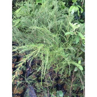 KKB Cucur Atap, Celoreng Atap, Corong Atap, Beackea Frustecens pokok ...