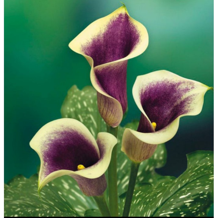 NEW STOCK!!! CALLA LILLY ALIVE PLANTS WITH FLOWERS AND POT | Shopee ...