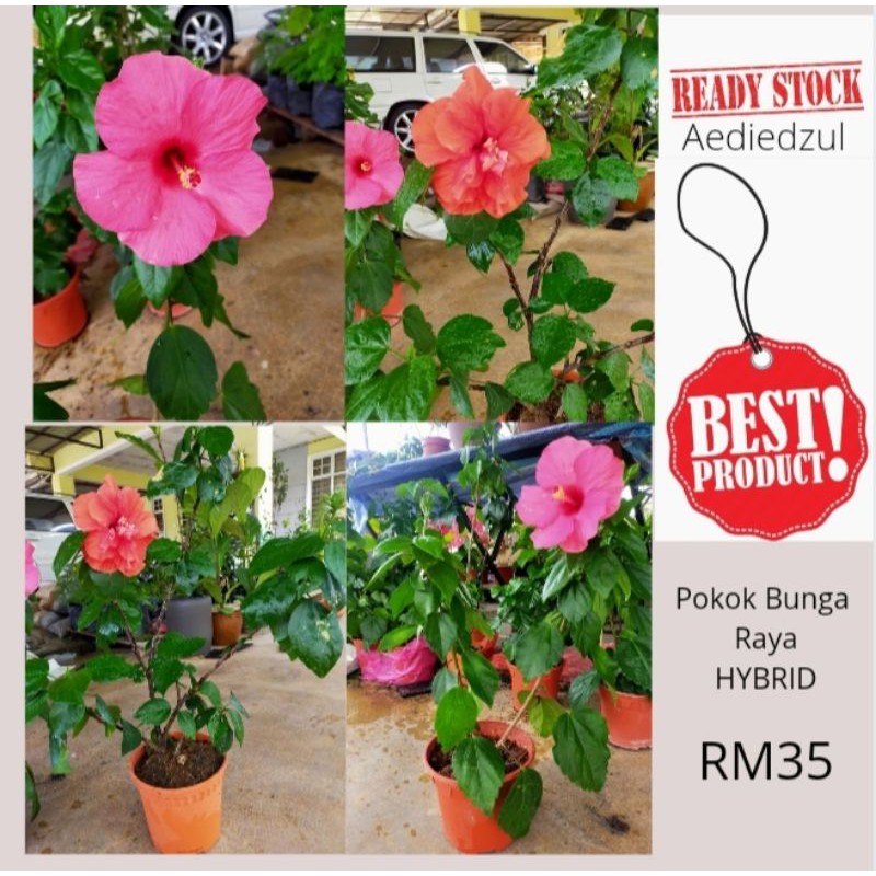 *READY STOCK*Pokok Bunga Raya & HYBRID* | Shopee Malaysia
