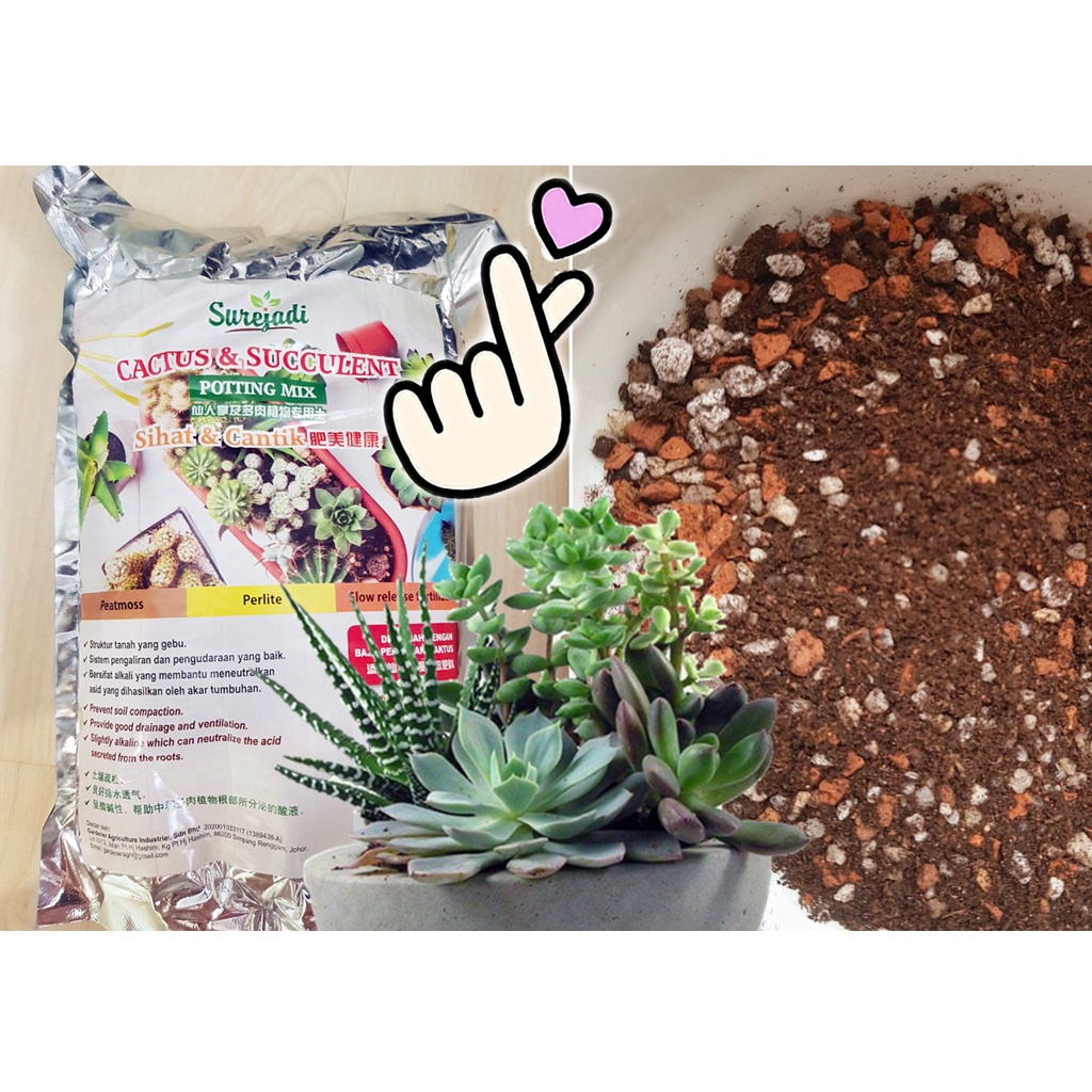 Cactus & Succulent Potting Mix Soil | PeatMoss | Perlite | Slow Release ...