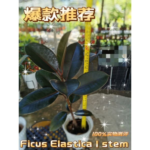 Ficus Elastica / Rubber plant | 3 stems| 1 stem live plant | Shopee ...