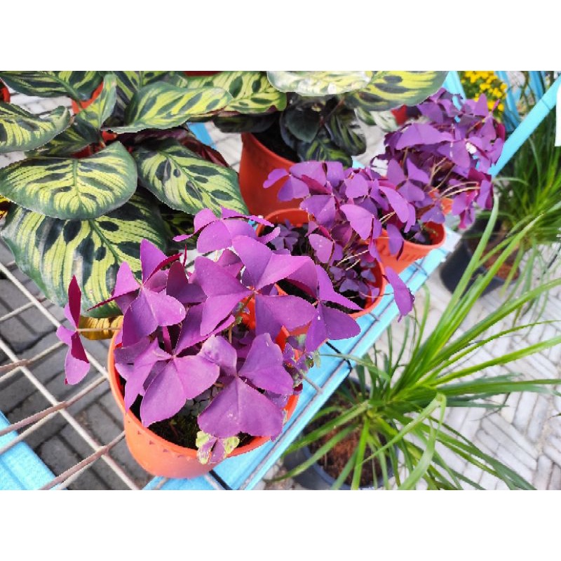 Pokok Rama-Rama / Butterfly / Real Plants | Shopee Malaysia