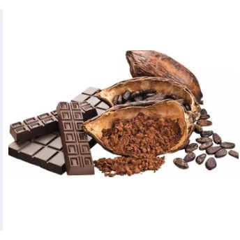 Dwarf cocoa bean tree, seeds /chocolate plant seed-Theobroma cacao ...