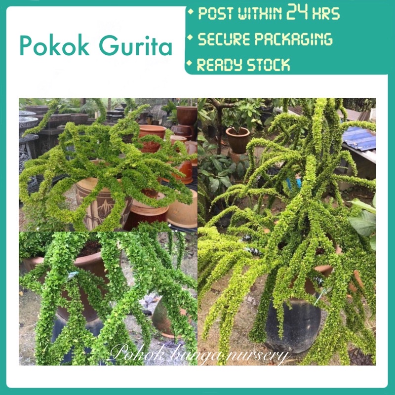 PBN - pokok gurita - pokok bunga nursery bonsai kurita outdoor real ...