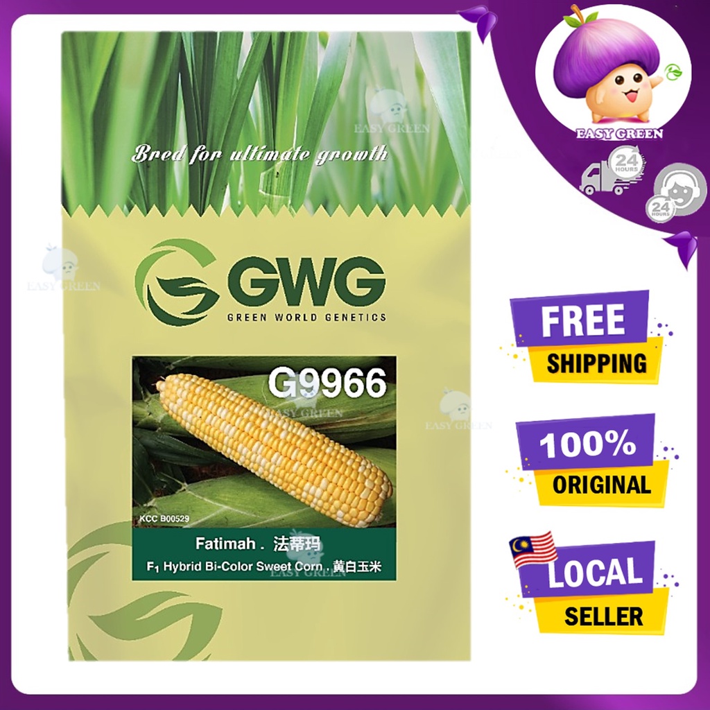 LECKAT 592 JAGUNG SWEET CORN F1 SEED SEEDS BIJI BENIH 500G 玉蜀泰 玉米 种子 GWG FATIMAH G9966 909 907 ...