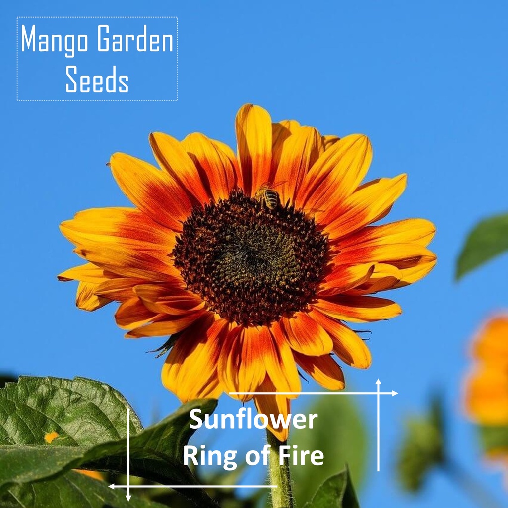 Ring of Fire Sunflower Seeds - 12 Seed *Pot Friendly* Tanam Pasu Bunga ...