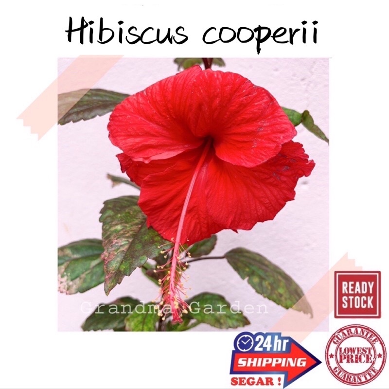 (GG real plant) hibiscus cooperii ^ pokok hidup hiasan rumah dalaman ...