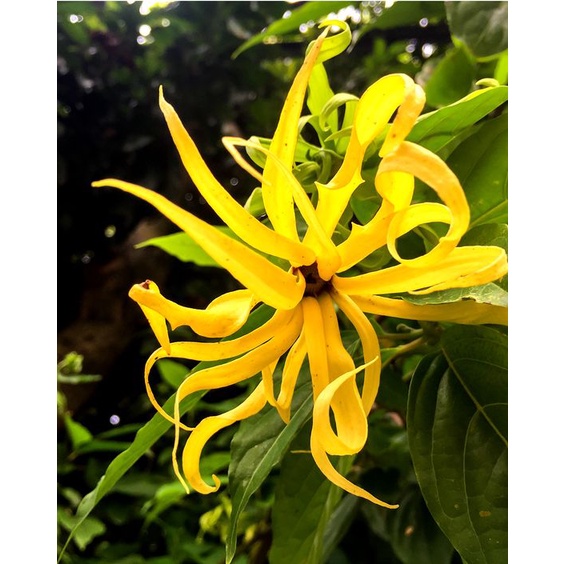 Bunga Kenanga(Ylang-Ylang) 依兰花 anak pokok bunga hidup | Shopee Malaysia