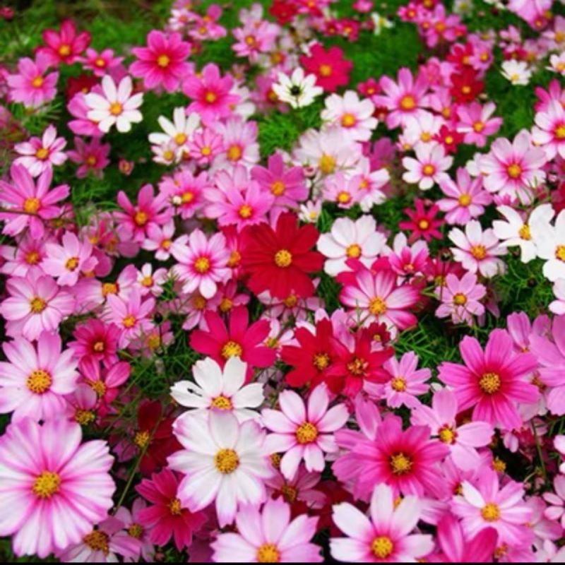 Benih Bunga Kosmos Campur WarnaMix Colour Flower Seed Cosmos Mix Colour ...