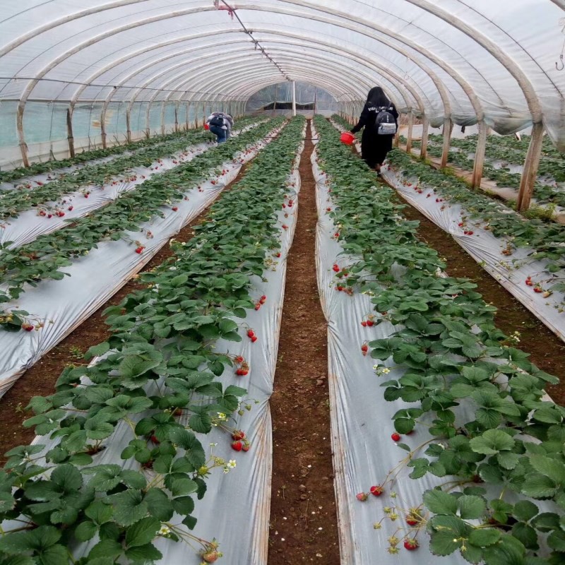 24/22.5 Sqm Mulch Film PE Silver Black Plastic Mulch Garden Ground ...