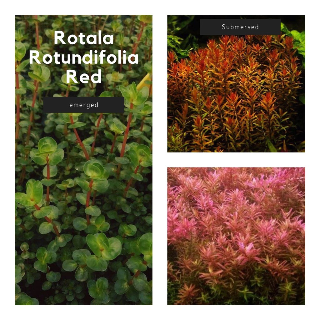 Rotala Plants Various Types for Aquascape Fish Aquarium Tank | Shopee ...