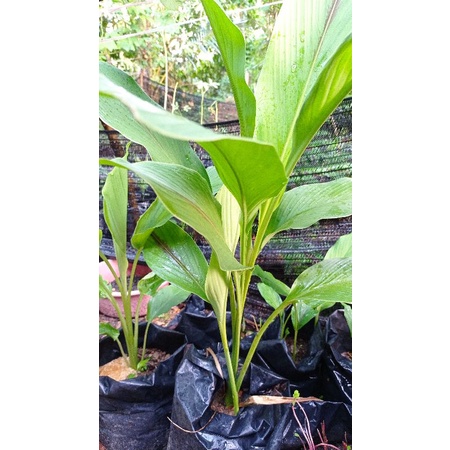 Pokok #TemuHitam #Anak pokok Temu | Shopee Malaysia