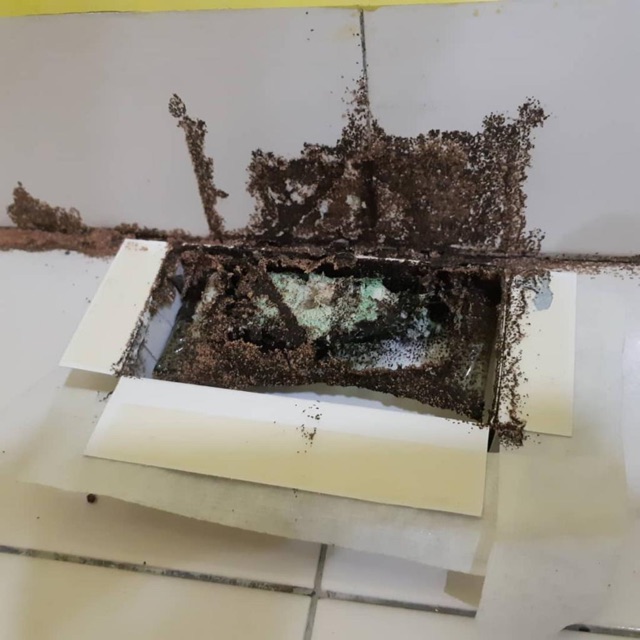 Termite Original Termites DIY ( green bait ) Termite Baiting system ...