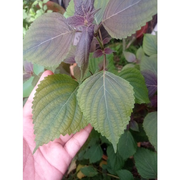 Cutting Perilla Keratan Bi Color Perilla Pokok Korean Perilla Leave ...