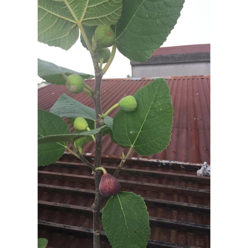 Tin/Fig*JUMBO TaiwanFig* FRESHLY CUT 16cm ++ Keratan Batang Pokok Tin ...