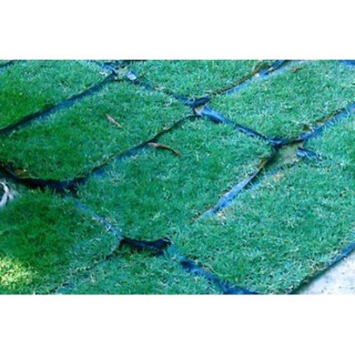 Real Live Japanese Carpet grass Rumput hidup Rumput Japan | Shopee Malaysia