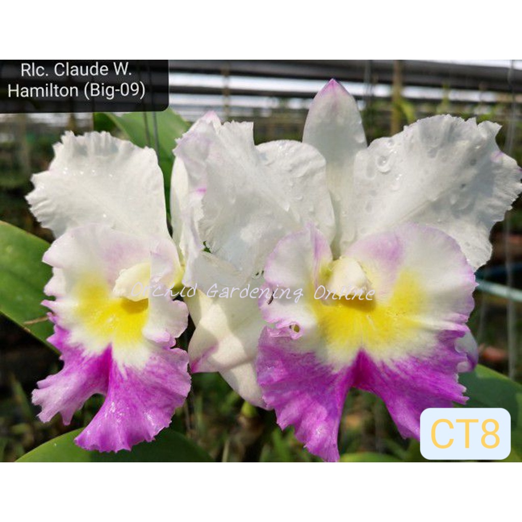 Cattleya (Seedling Size) | Shopee Malaysia