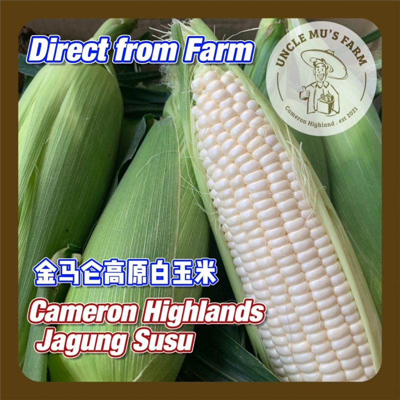 100% from Cameron Highland White Pearl Sweet Corn Milk corn Jagung Susu ...